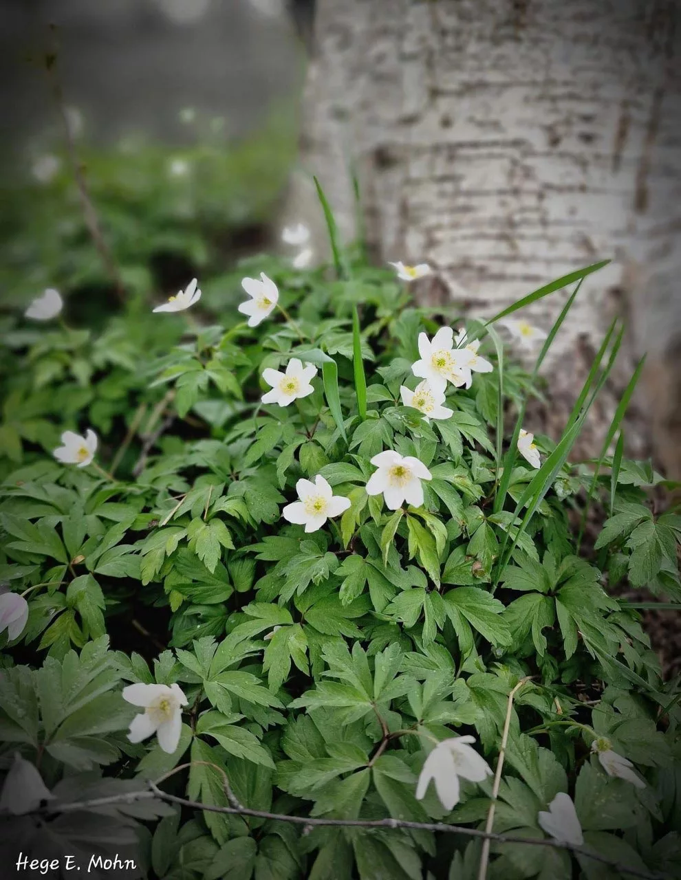 Om oss - Sagatun Recovery